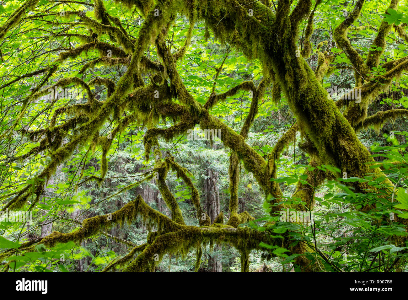 Northern moss hi-res stock photography and images - Alamy