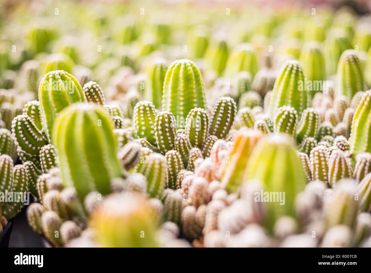 Cactus many variants in the pot for planting arranged in rows select ...