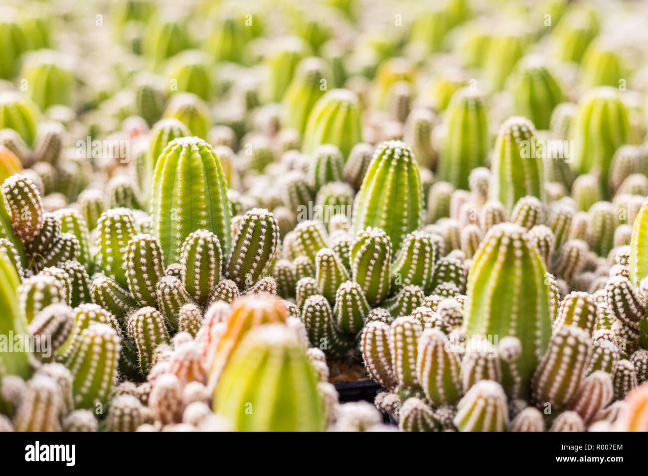 Cactus many variants in the pot for planting arranged in rows select ...