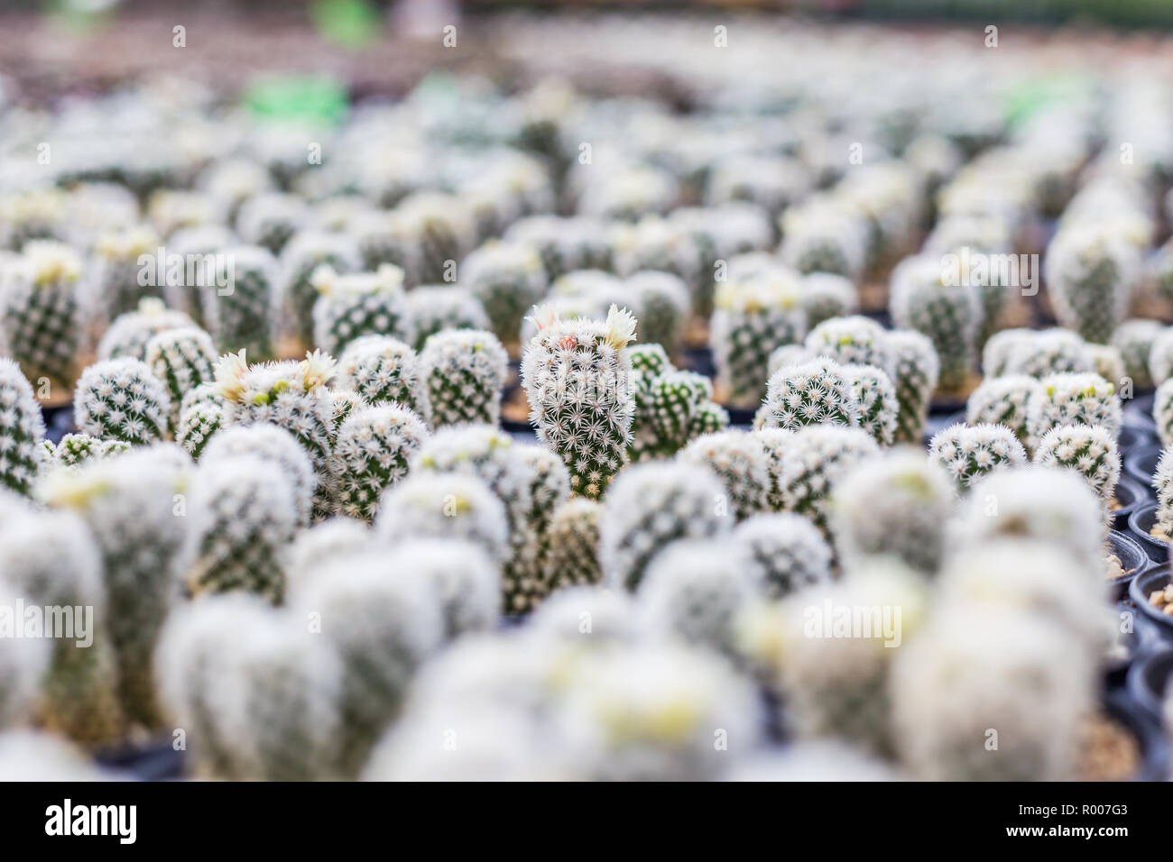 Cactus many variants in the pot for planting arranged in rows select ...