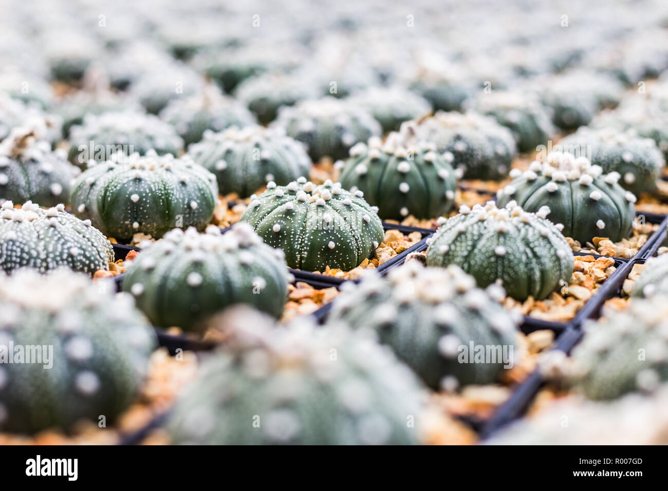 Cactus many variants in the pot for planting arranged in rows select ...