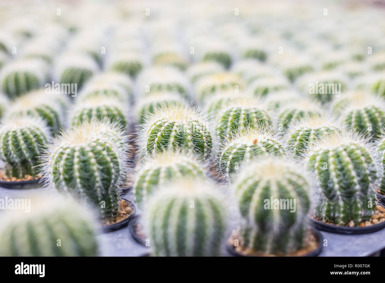 Cactus many variants in the pot for planting arranged in rows select ...