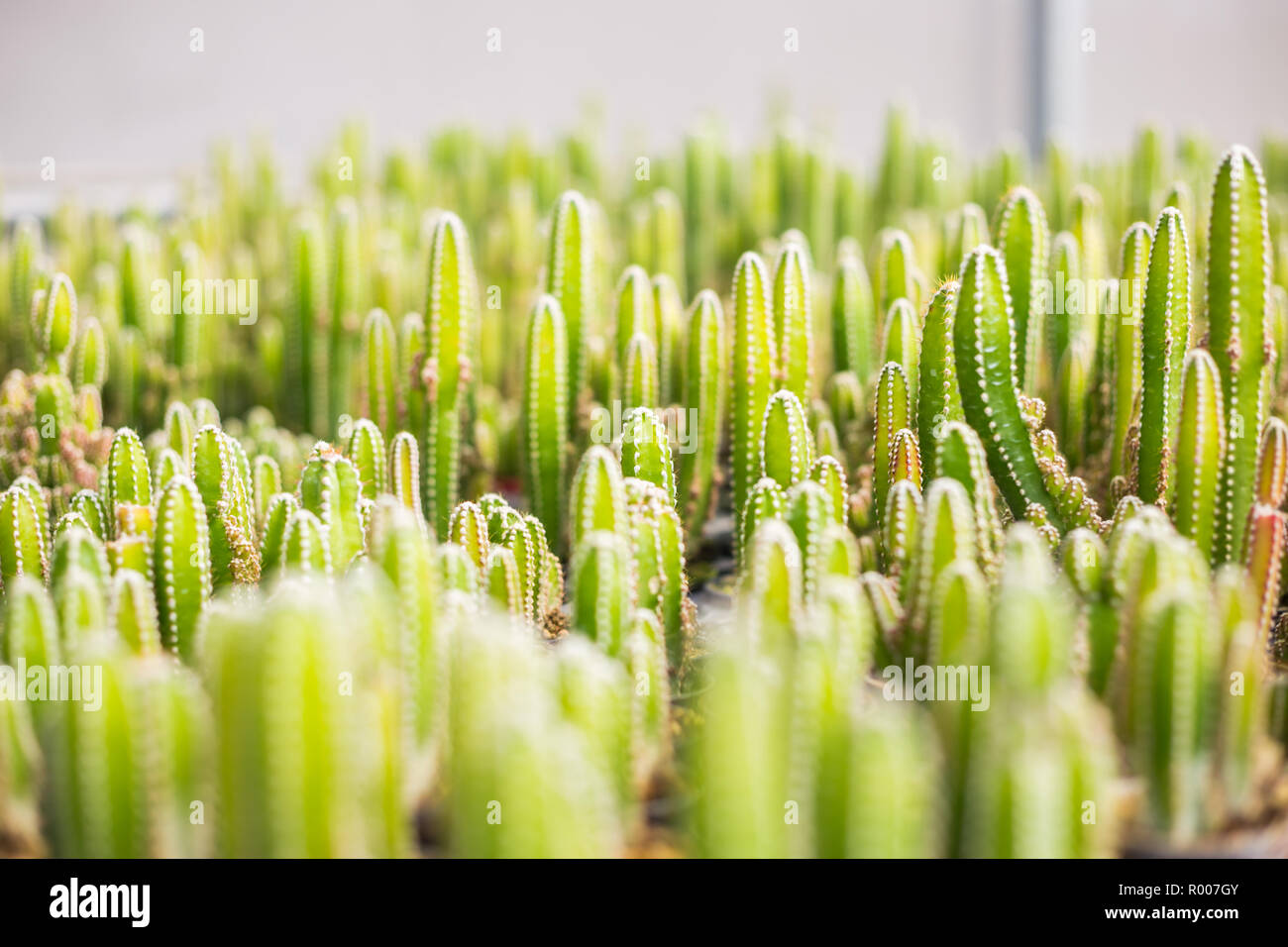 Cactus many variants in the pot for planting arranged in rows select ...