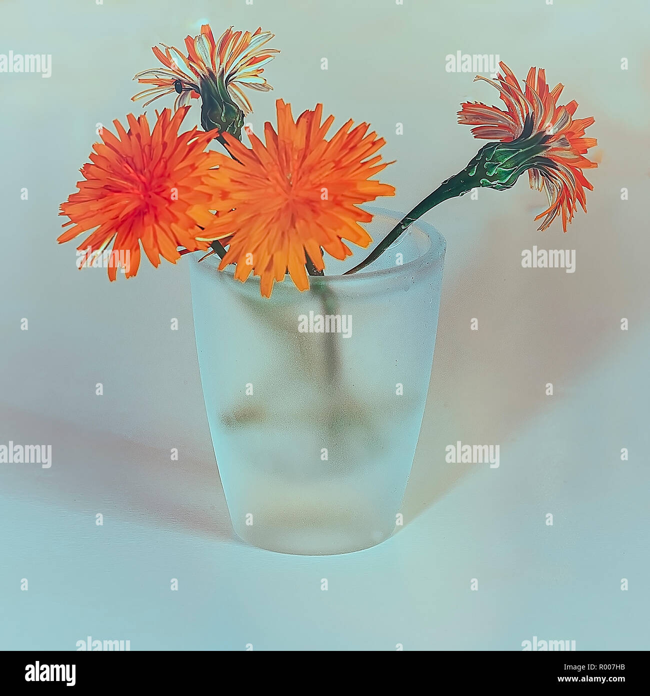 Four wild daisies in a frosty glass.Isolated on a light blue background ...