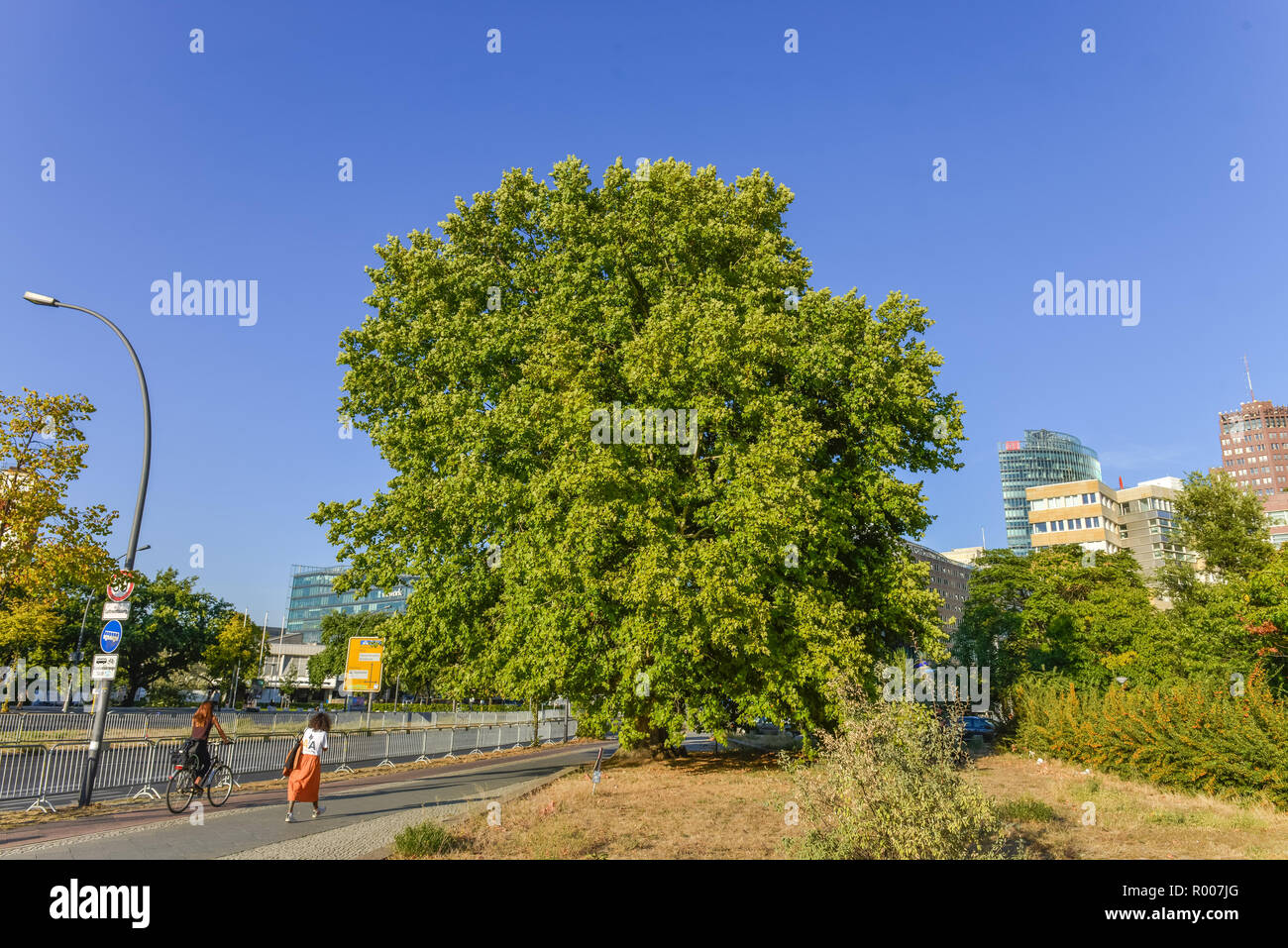 Platane tree hi-res stock photography and images - Alamy