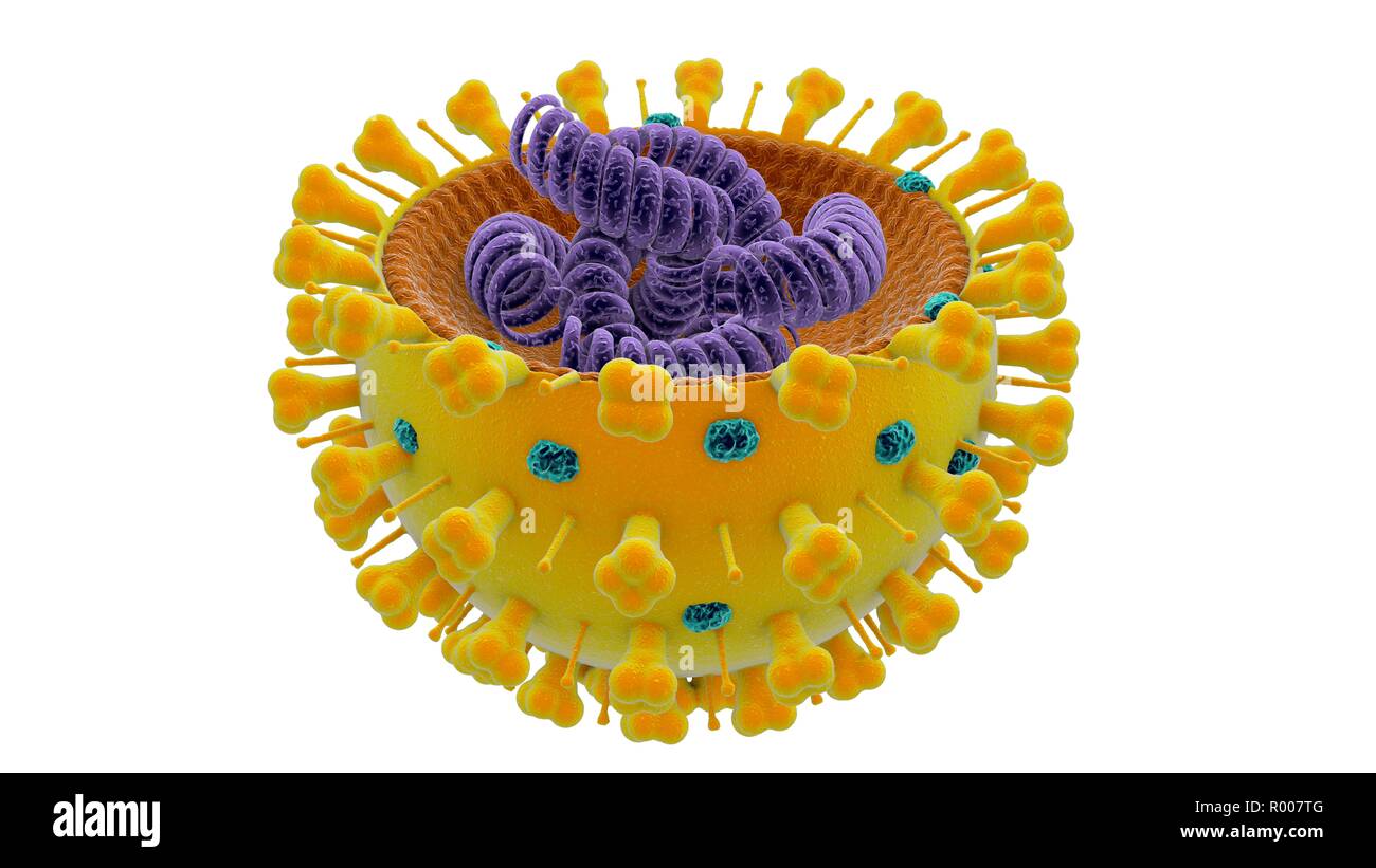Flu Virus 3d Model