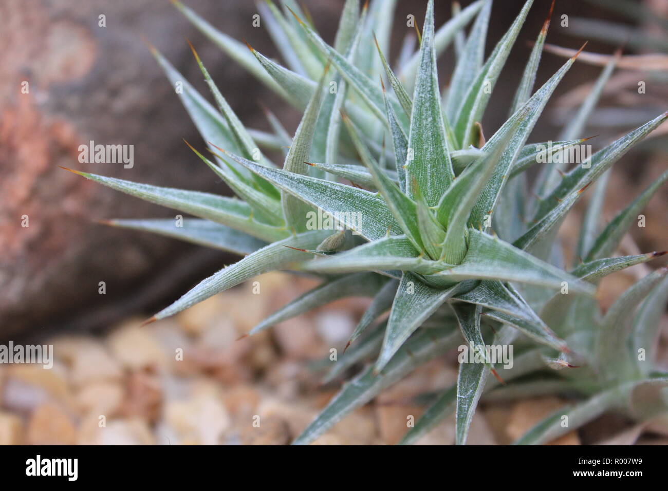 Star Shaped Succulent High Resolution Stock Photography and Images - Alamy