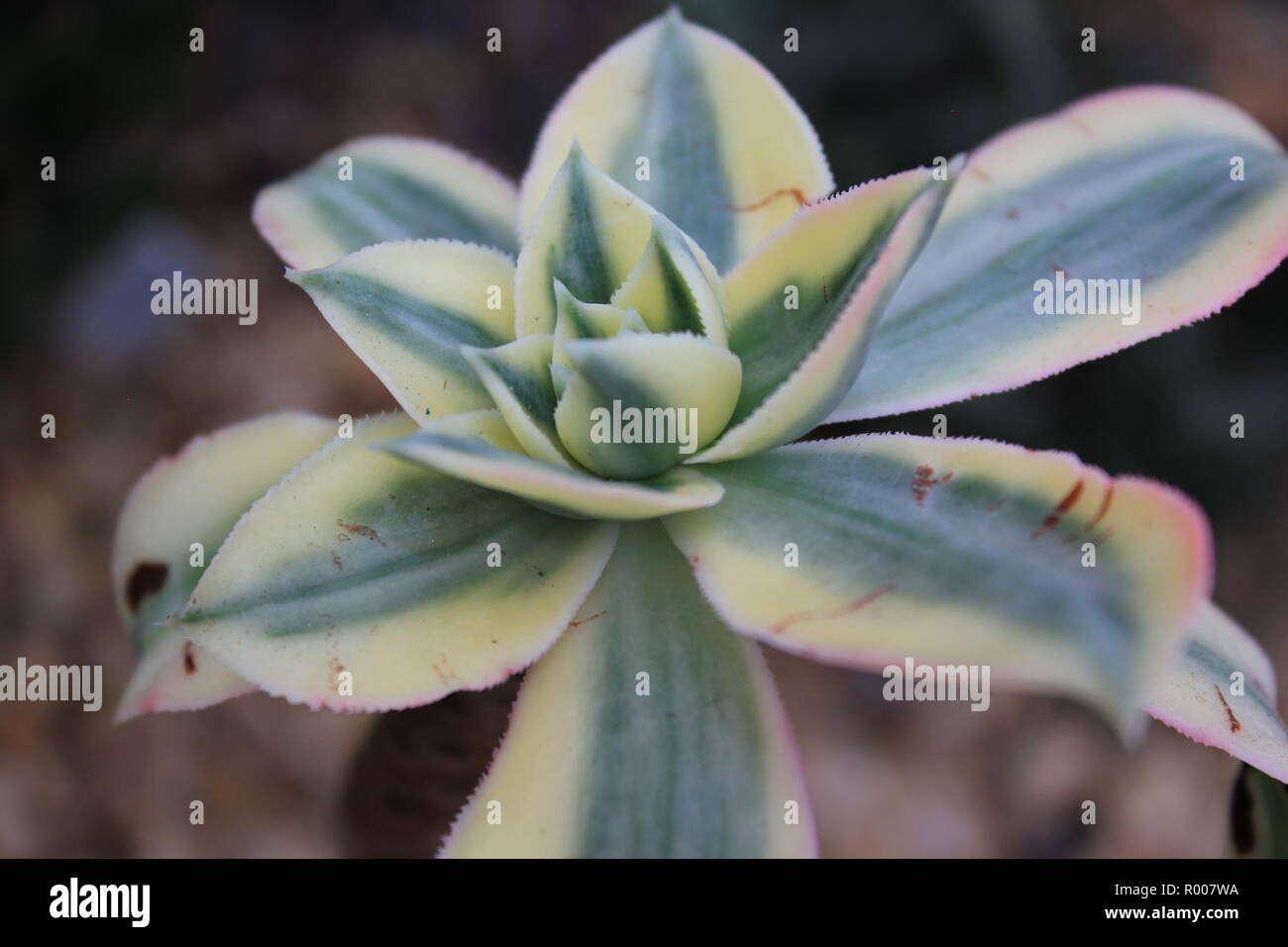 Selenium arboreum hi-res stock photography and images - Alamy