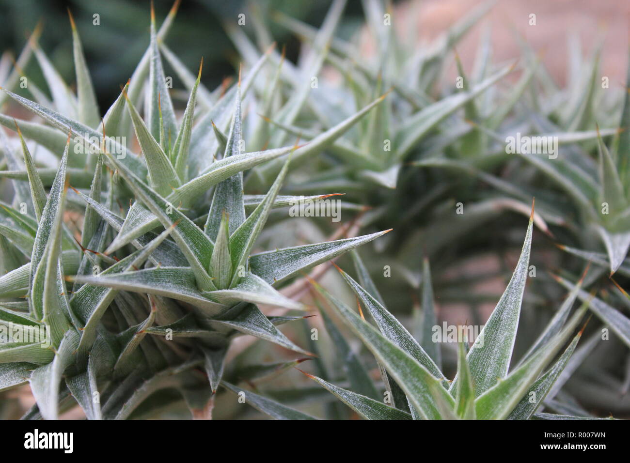 Star Shaped Succulent High Resolution Stock Photography and Images - Alamy