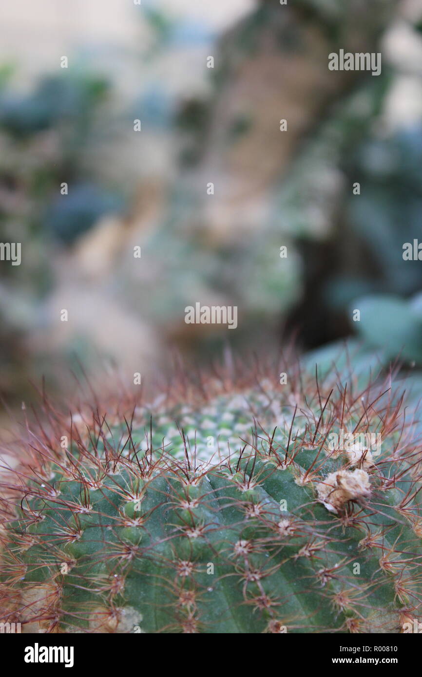 Red spine euphorbia, euphorb, Euphorbiaceae, ornamental cactus and ...