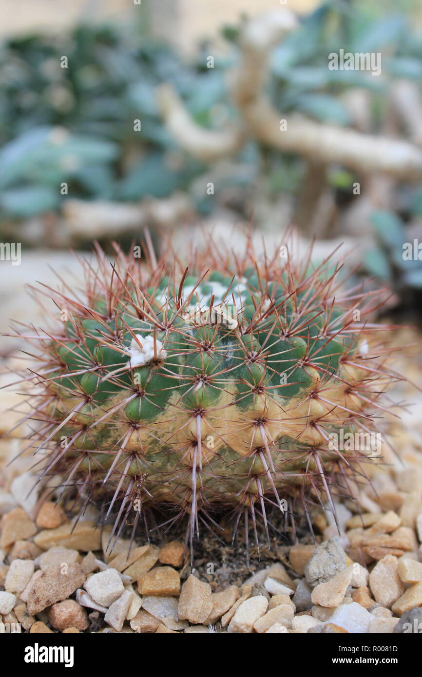 Red spine euphorbia, euphorb, Euphorbiaceae, ornamental cactus and ...
