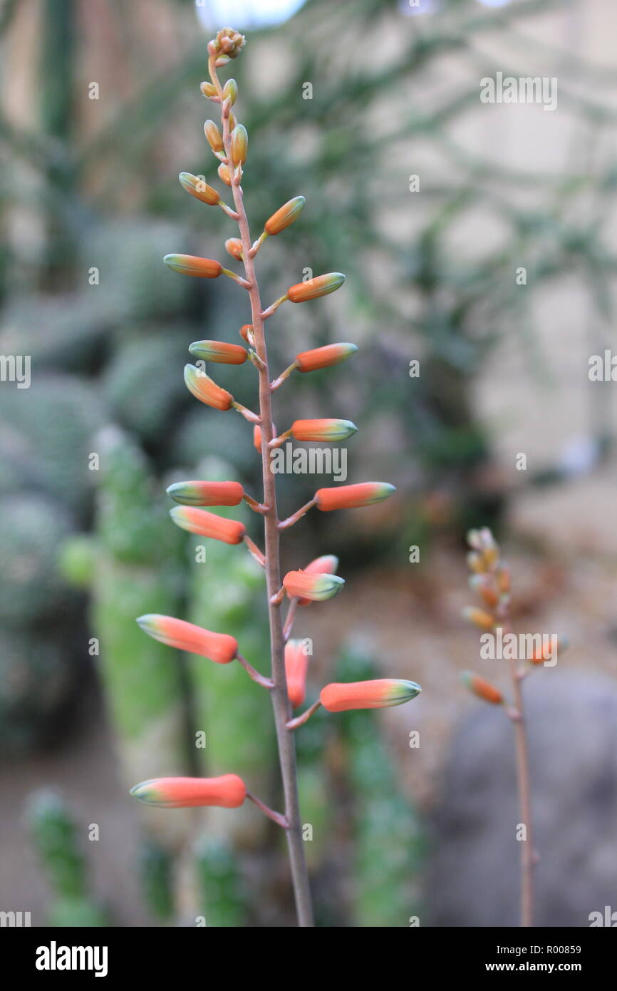 Cultivated ornamental Aloe Vera Gasteraloe plant, gastrolea, or Aloe ...
