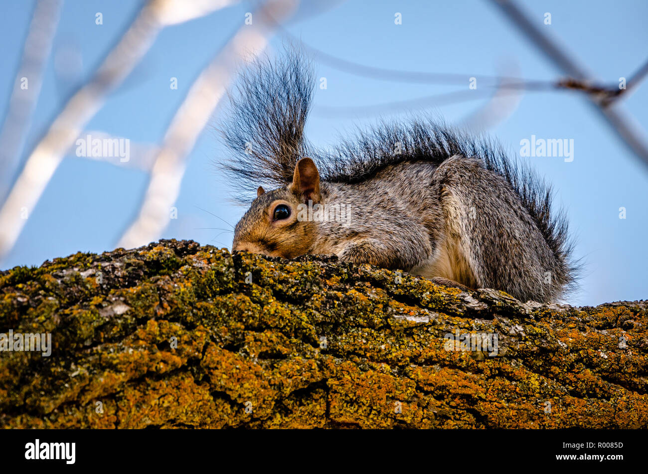 Animals with grey fur hi-res stock photography and images - Alamy