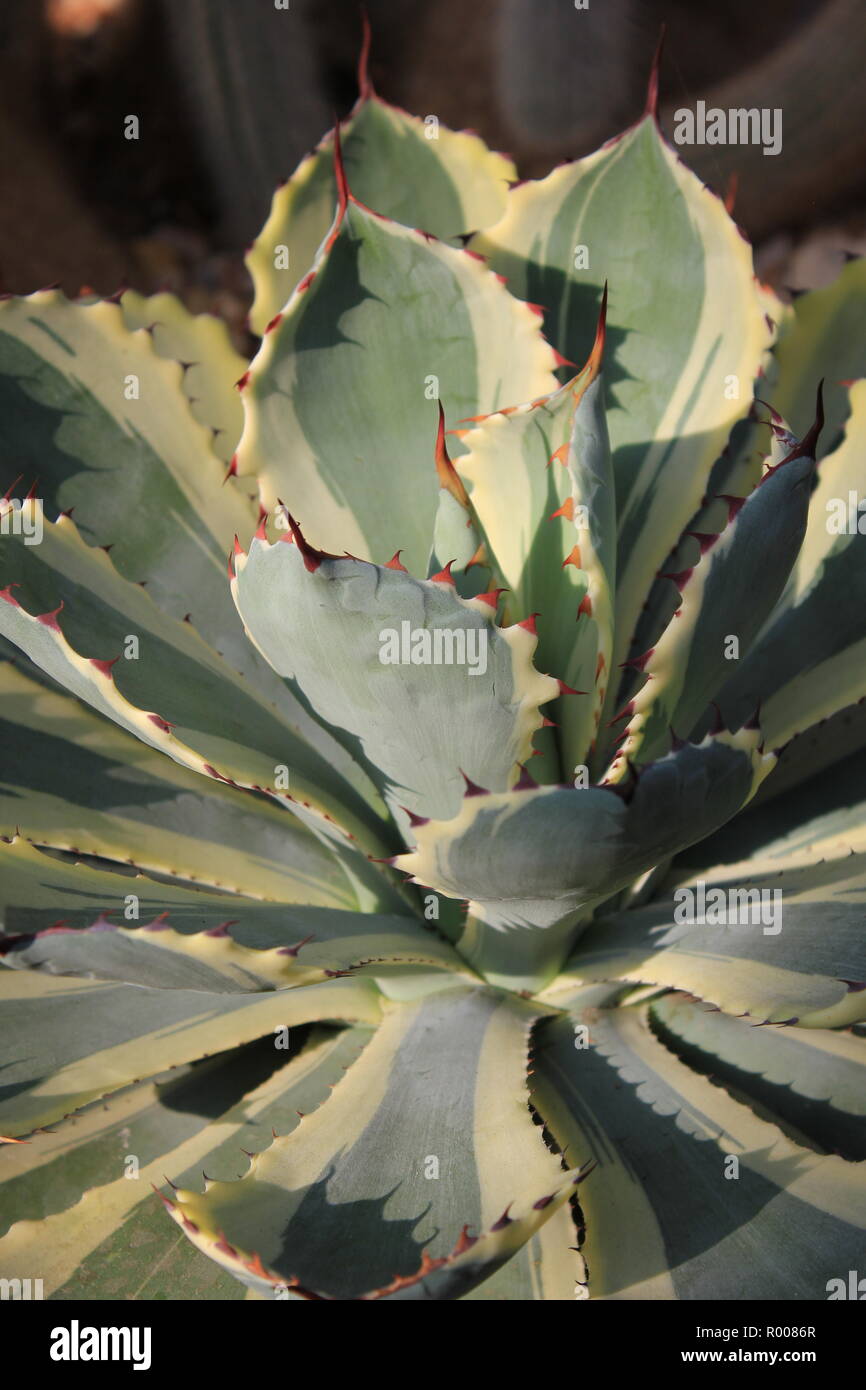 agave kissho kan, agave potatorumcultivated ornamental and succulent ...