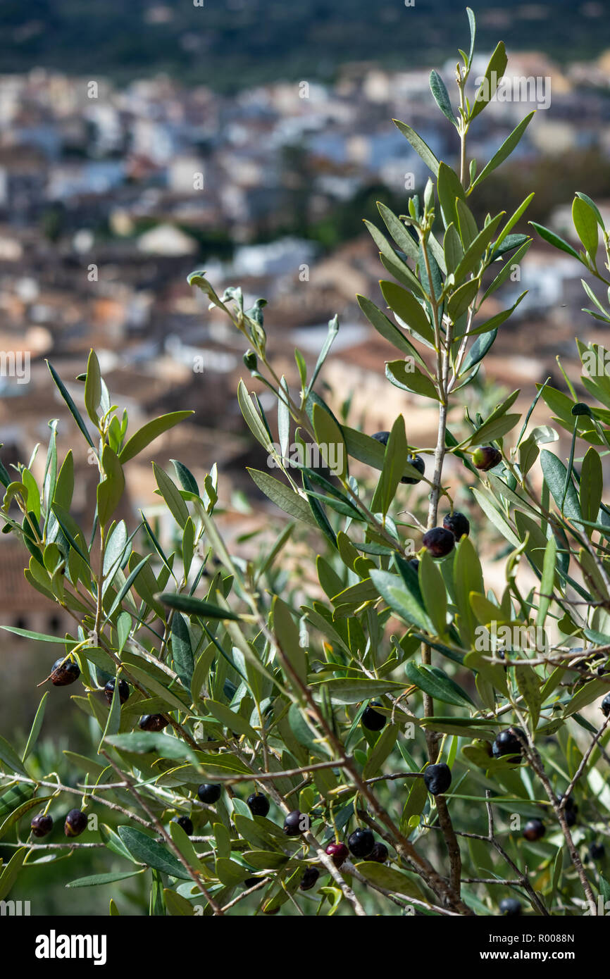 Olive tree majorca hi-res stock photography and images - Alamy