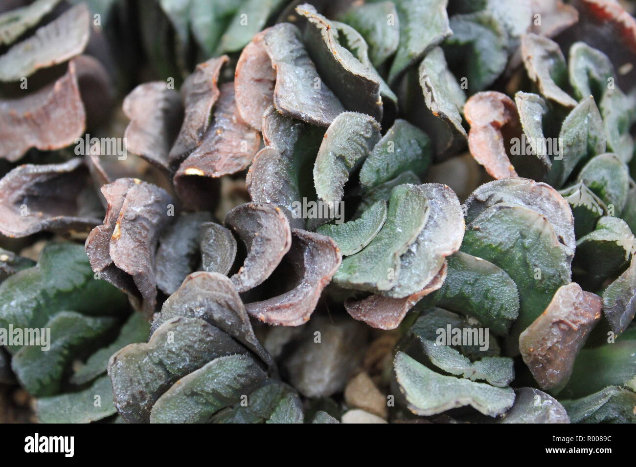 Plant Growing In Tooth