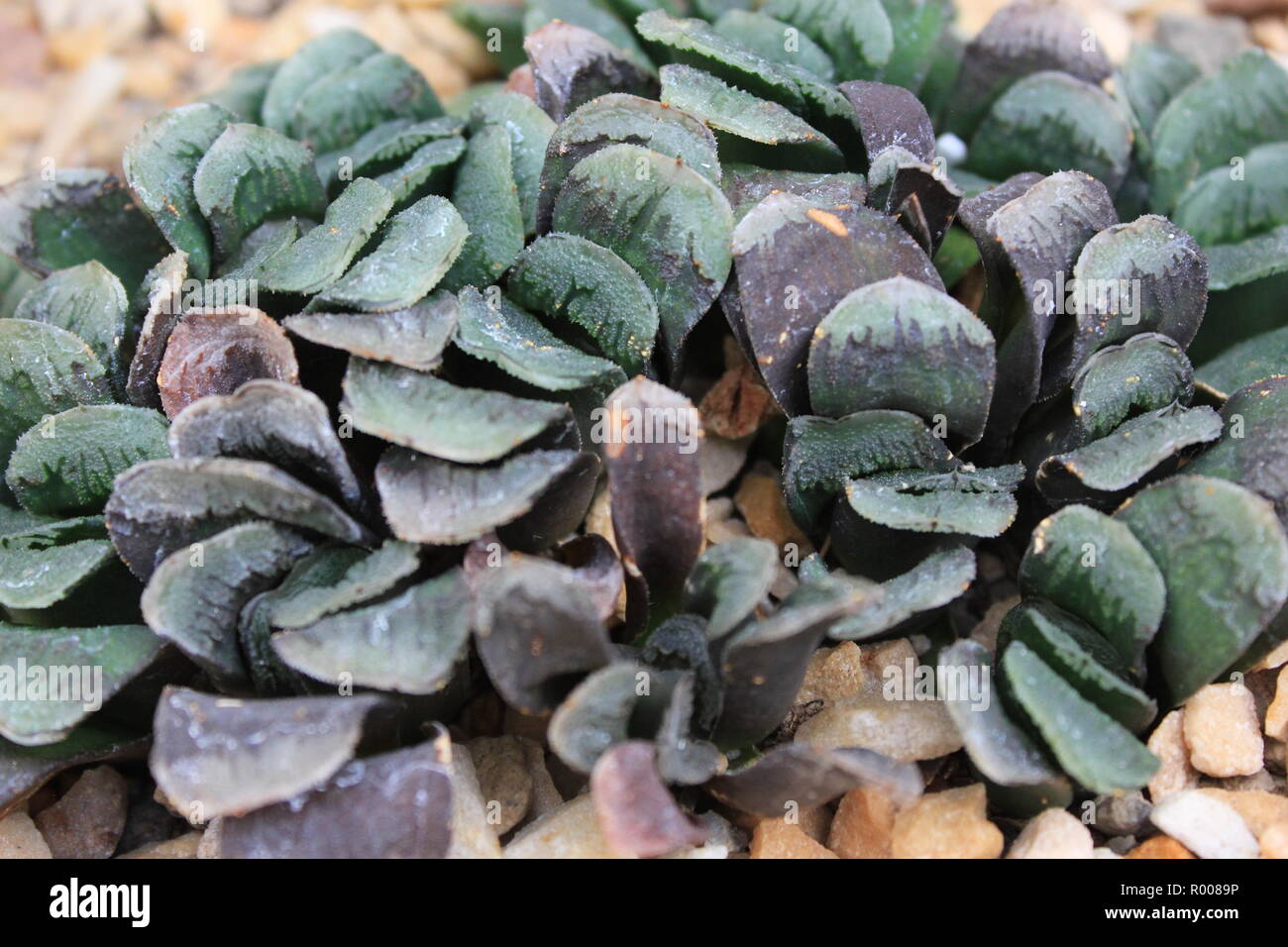 Plant Growing In Tooth