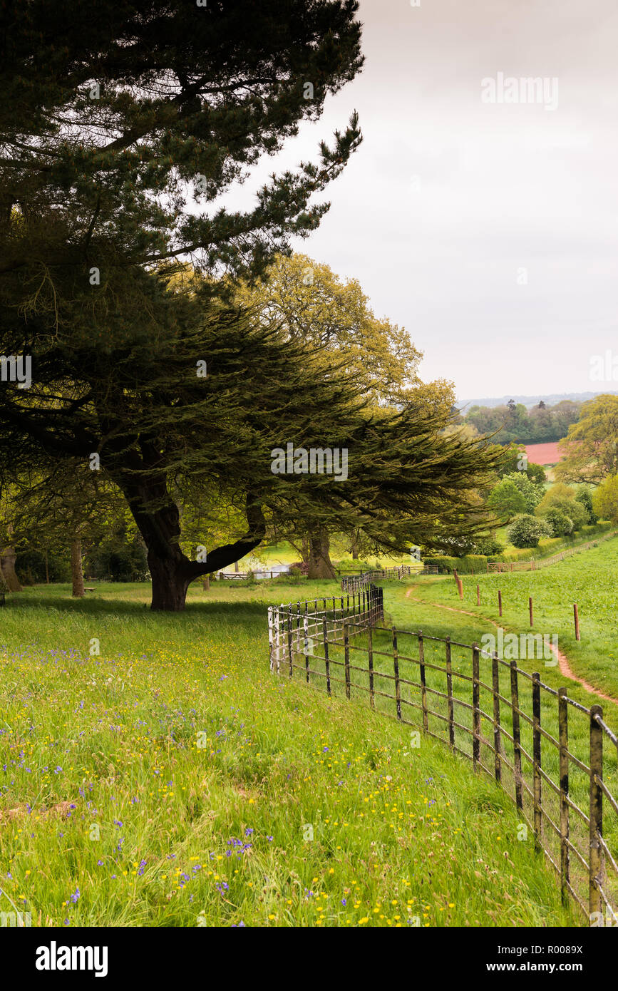 Landscape of Devon countryside with trees and fields Stock Photo - Alamy