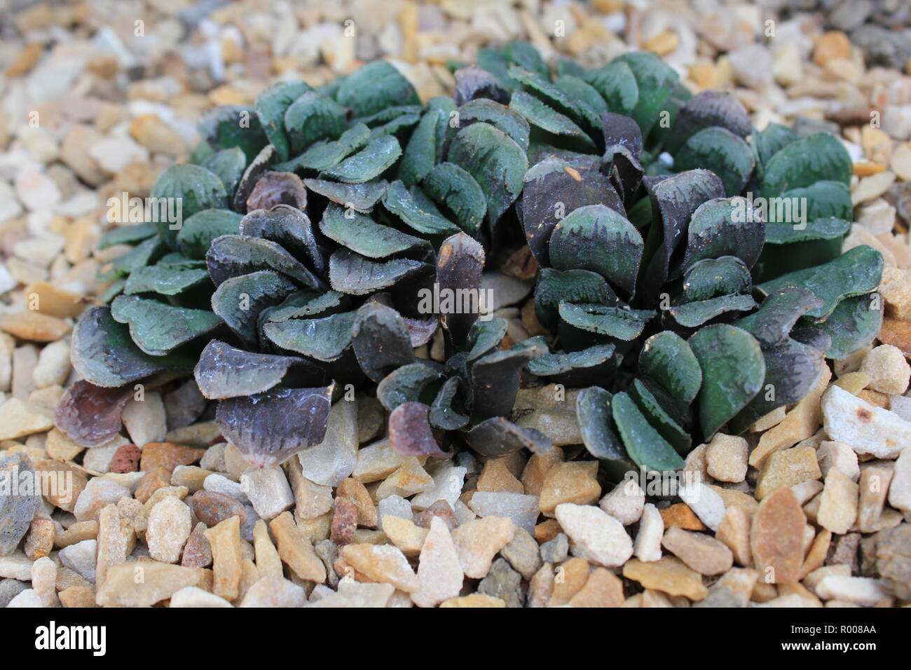 Plant Growing In Tooth