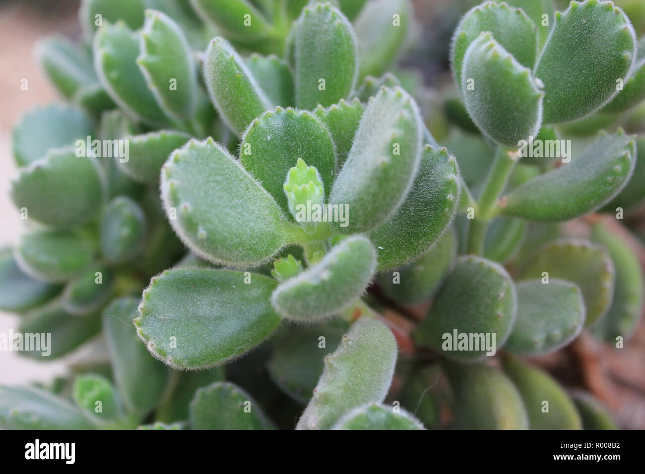 Cotyledon ladismithiensis, bear's paw, cub's paw ornamental succulent ...