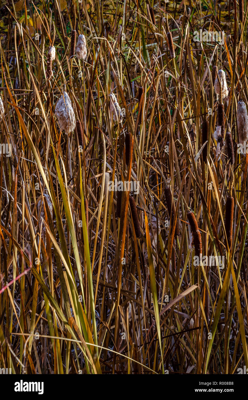 Cattails and reeds hi-res stock photography and images - Alamy