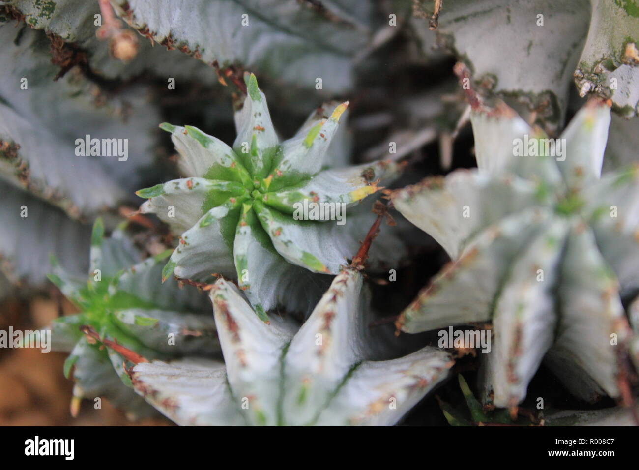 Fleshy succulent columnar shaped plants hi-res stock photography and ...