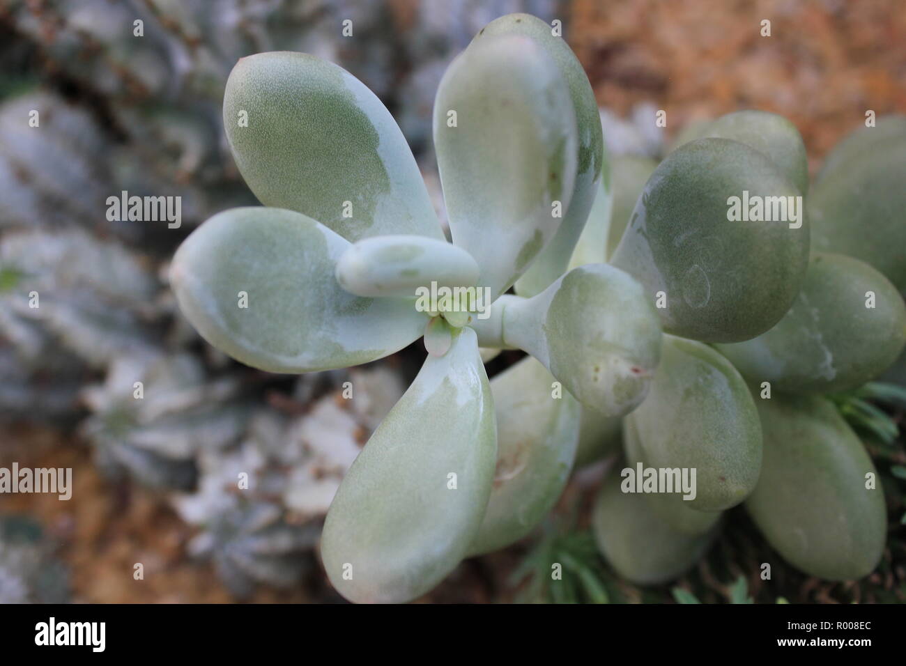 Moonstone, pachyphytum oviferum, cultivated ornamental cactus and ...