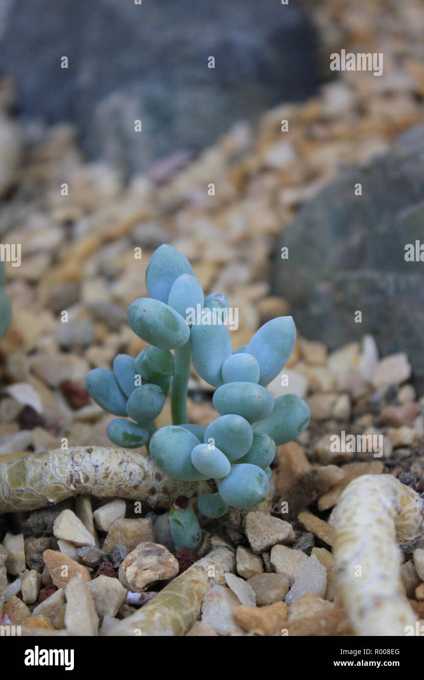 Moonstone, pachyphytum oviferum, cultivated ornamental cactus and ...