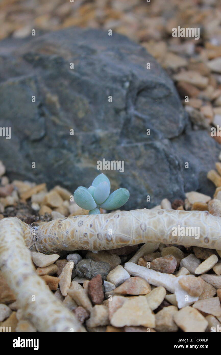 Moonstone, pachyphytum oviferum, cultivated ornamental cactus and ...