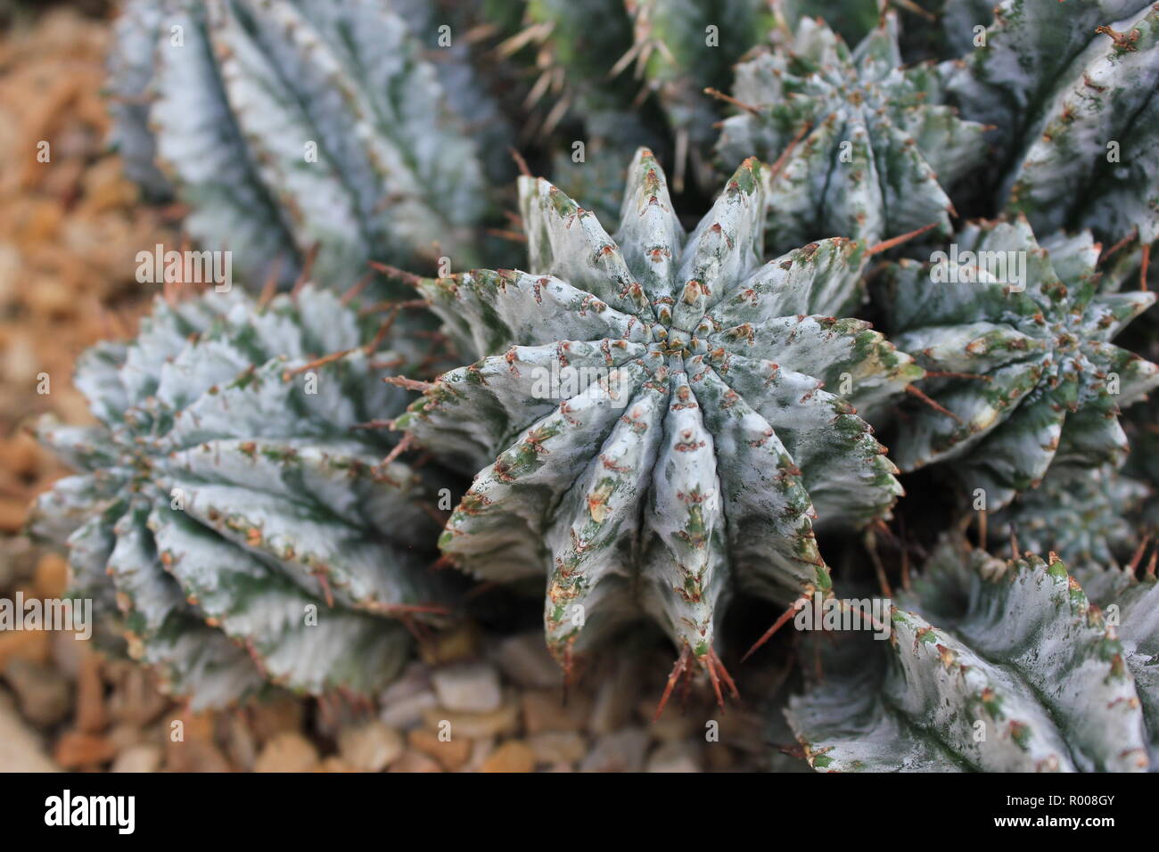 Euphorbia cultivated ornamental cactus and succulent desert plant ...