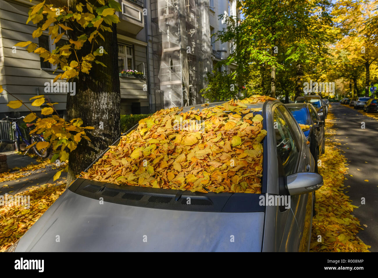 Autumn, sheets, car, Herbst, Blaetter, Auto Stock Photo - Alamy