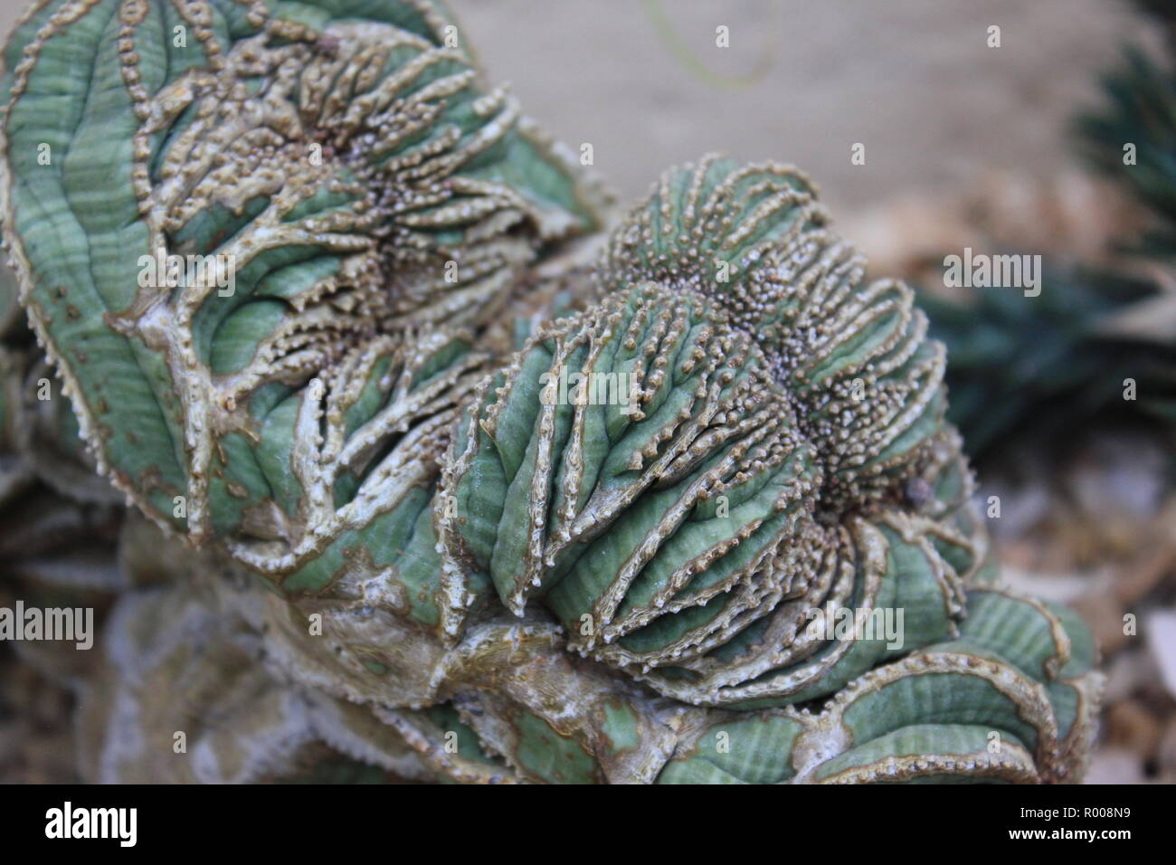 Sea urchin euphorbia , Euphorbia obesa cristata, as cultivated ornamental cactus and succulent ...