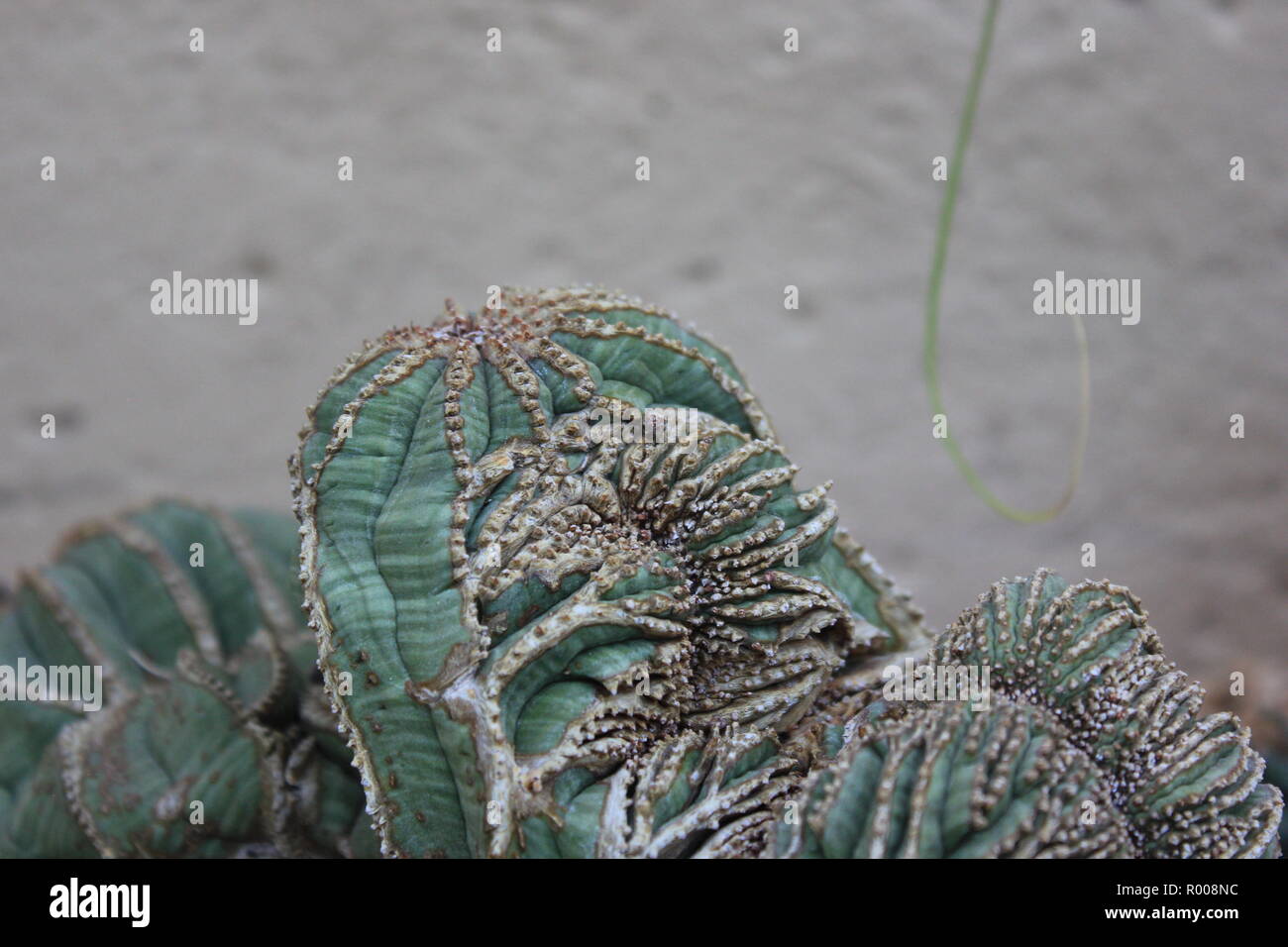 Sea urchin euphorbia , Euphorbia obesa cristata, as cultivated ...