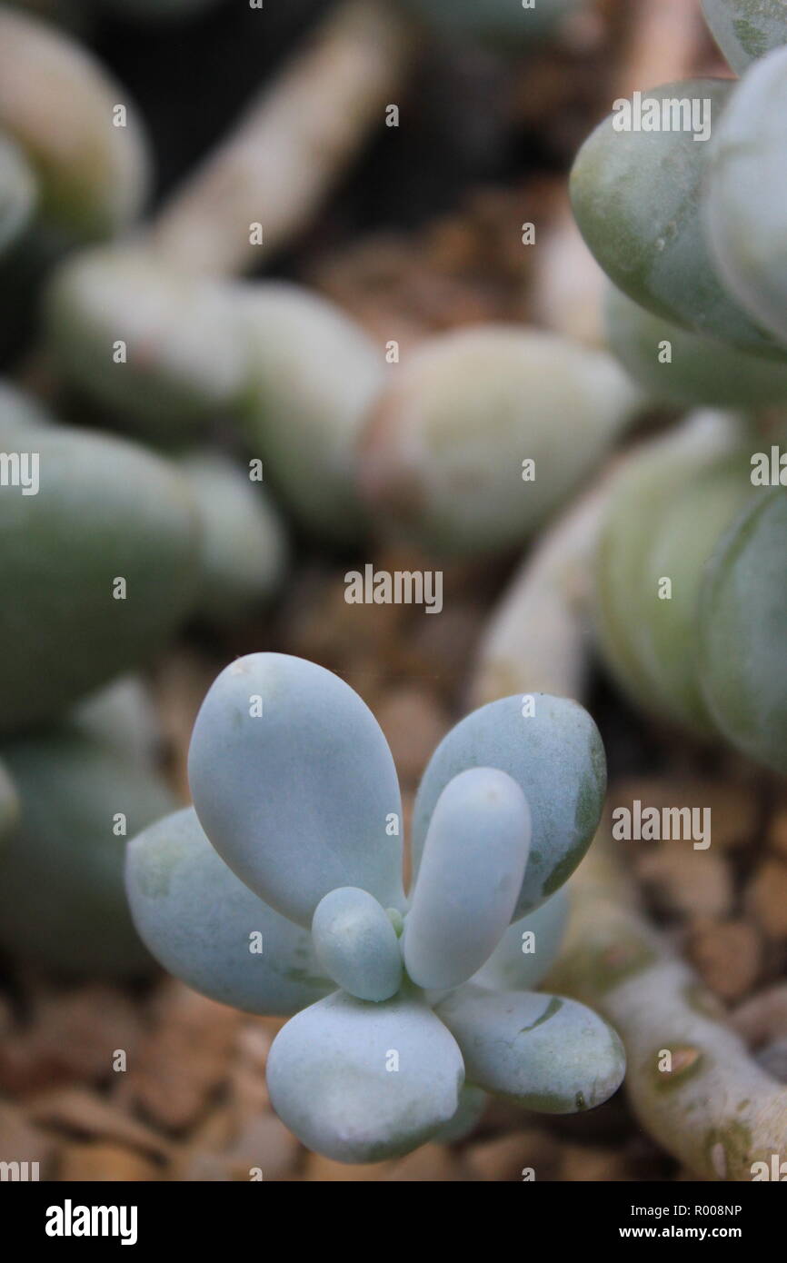 Mexican blue haze, pachyphytum, sugaralmond plant, moonstone cultivated ...