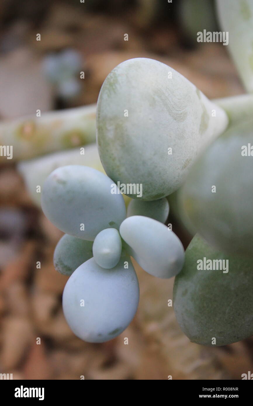 Mexican blue haze, pachyphytum, sugaralmond plant, moonstone cultivated ...