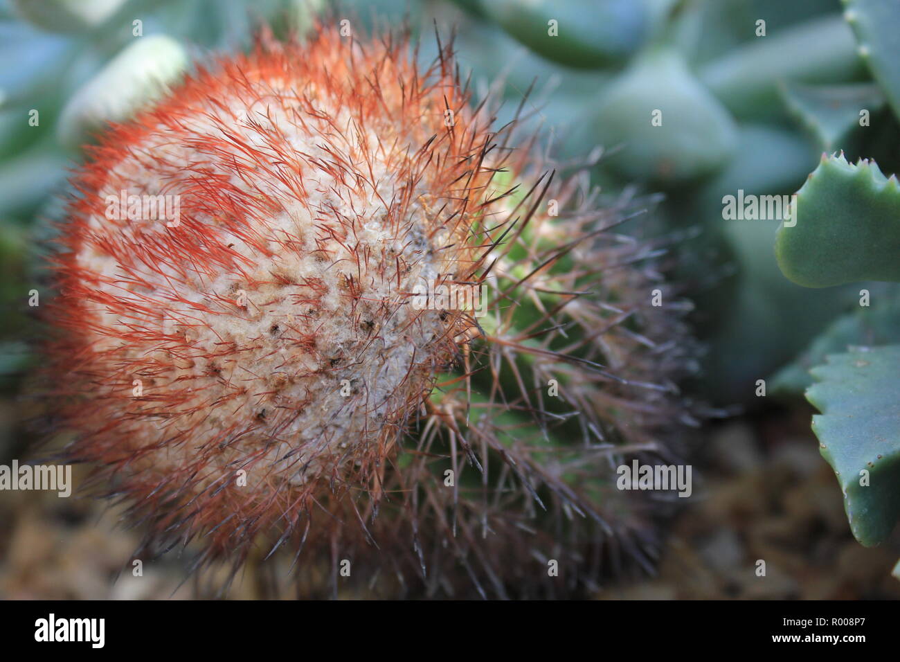 Prickly mature melocactus, melon cactus, the Turk's cap cactus, with a ...