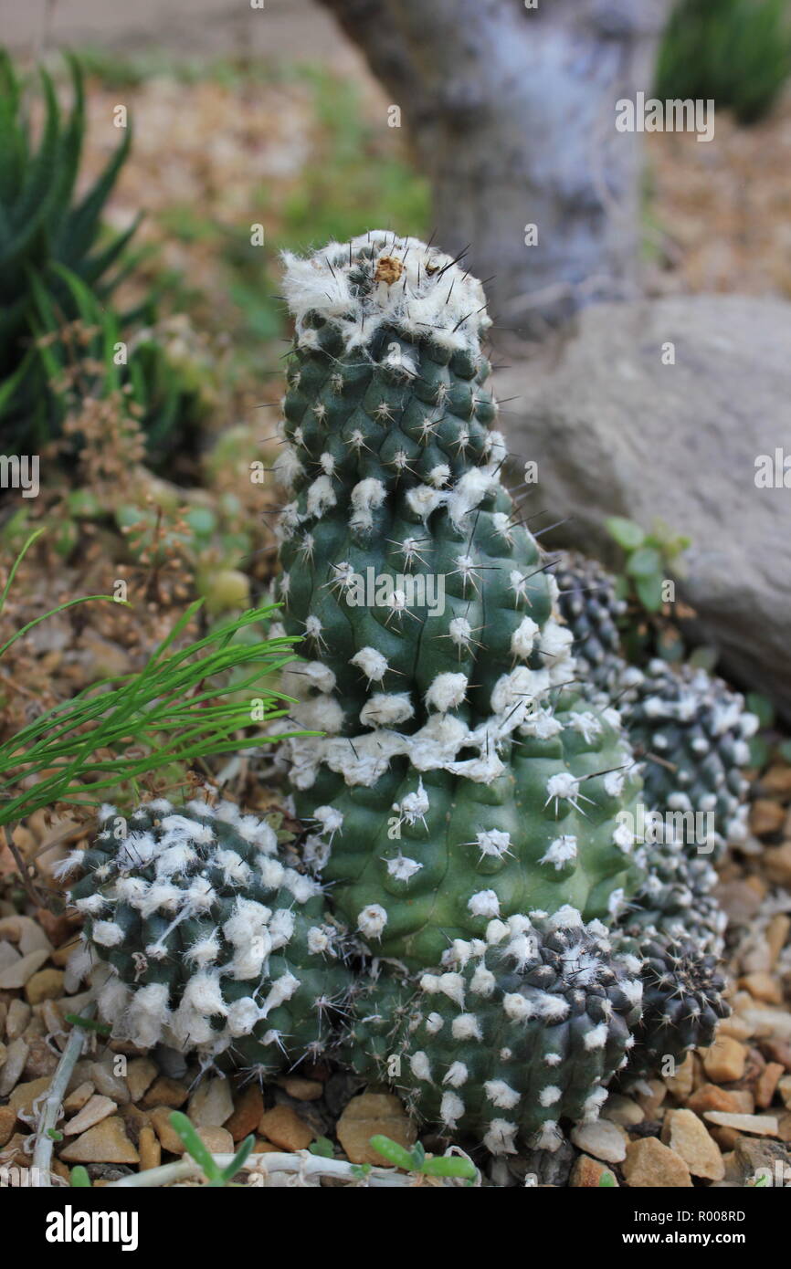 Copiapoa hypogaea, Copiapoa mollicula ornamental cactus and succulent ...