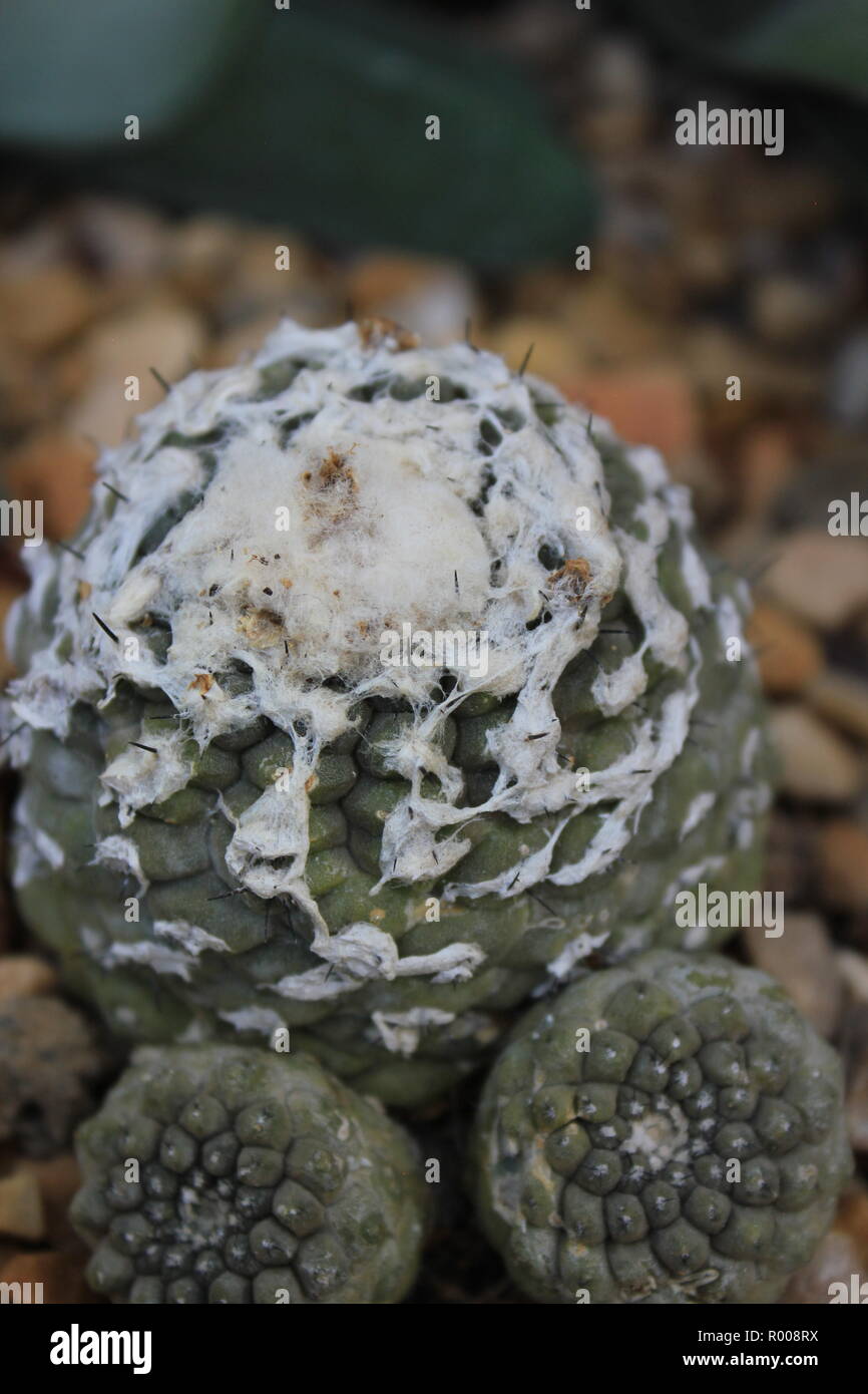 Copiapoa hypogaea, Copiapoa mollicula ornamental cactus and succulent ...