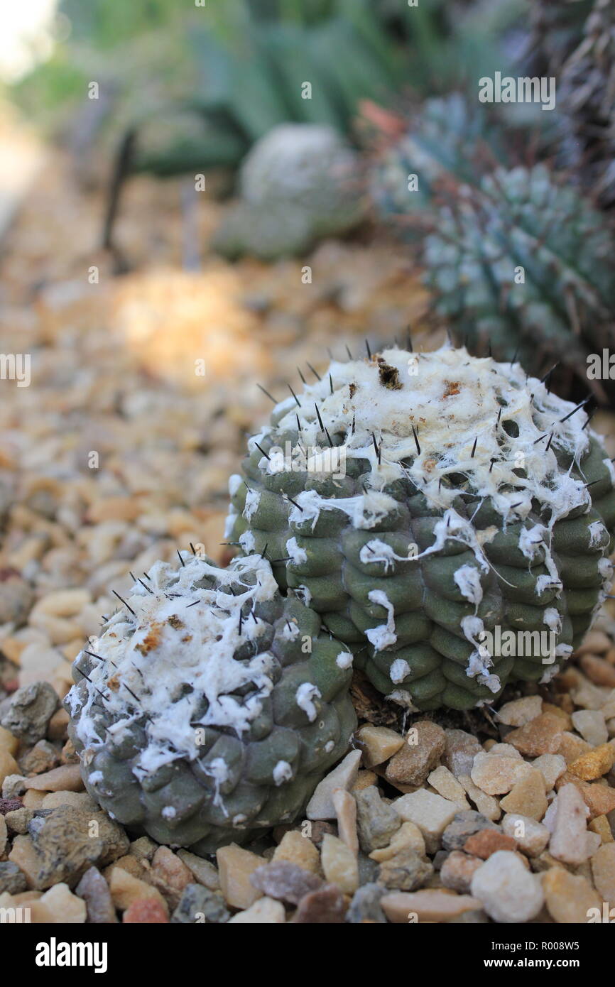 Copiapoa hypogaea, Copiapoa mollicula ornamental cactus and succulent ...