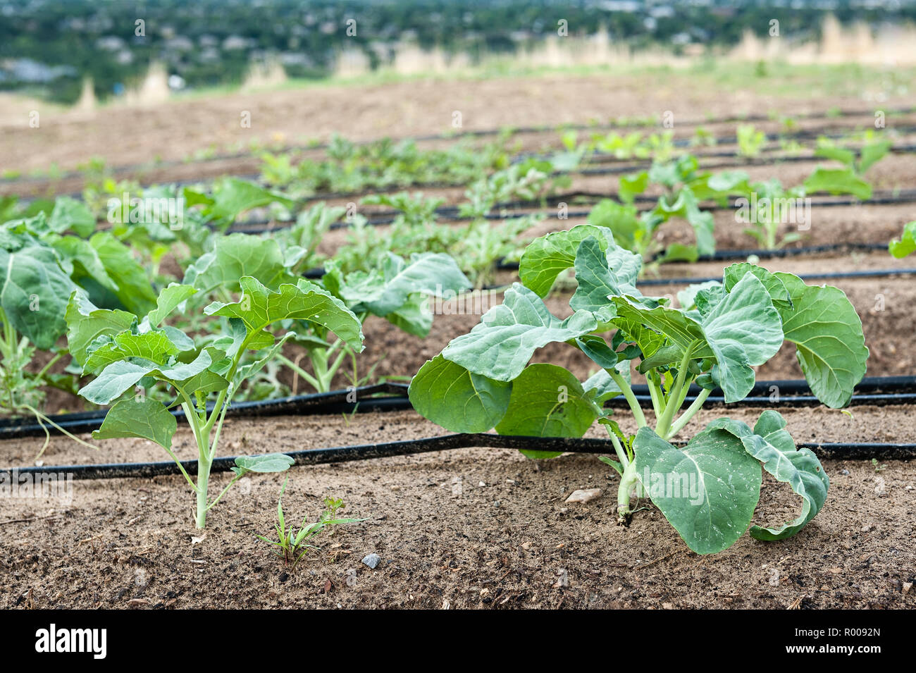 Wide angle view of planting rows of broccoli Stock Photo - Alamy
