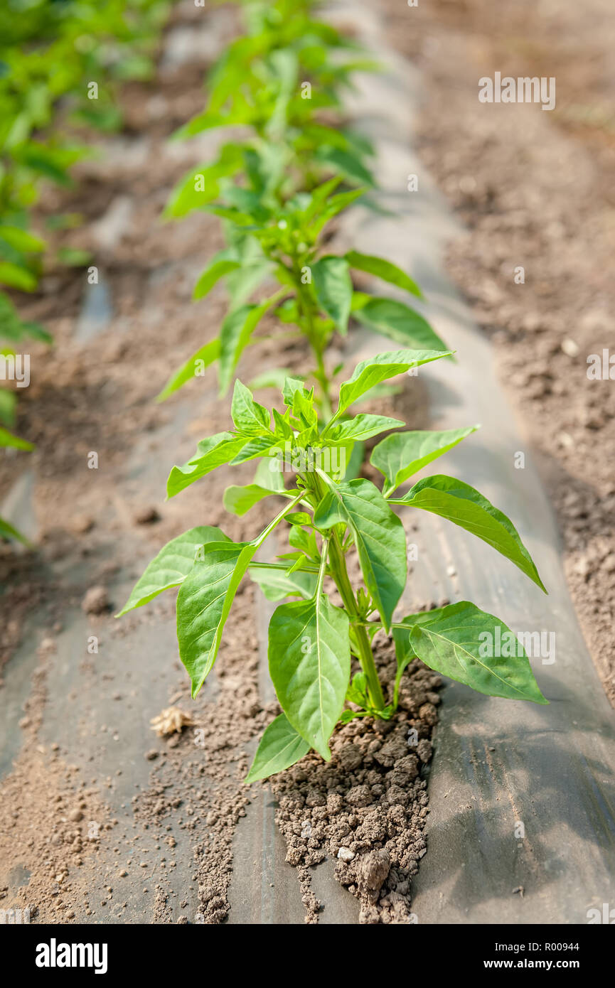 A row of newly planted pepper plants Stock Photo - Alamy