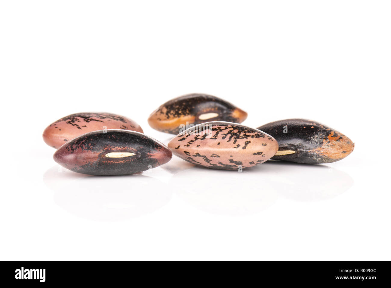 Group of five whole speckled colored butter beans painted lady scarlet ...