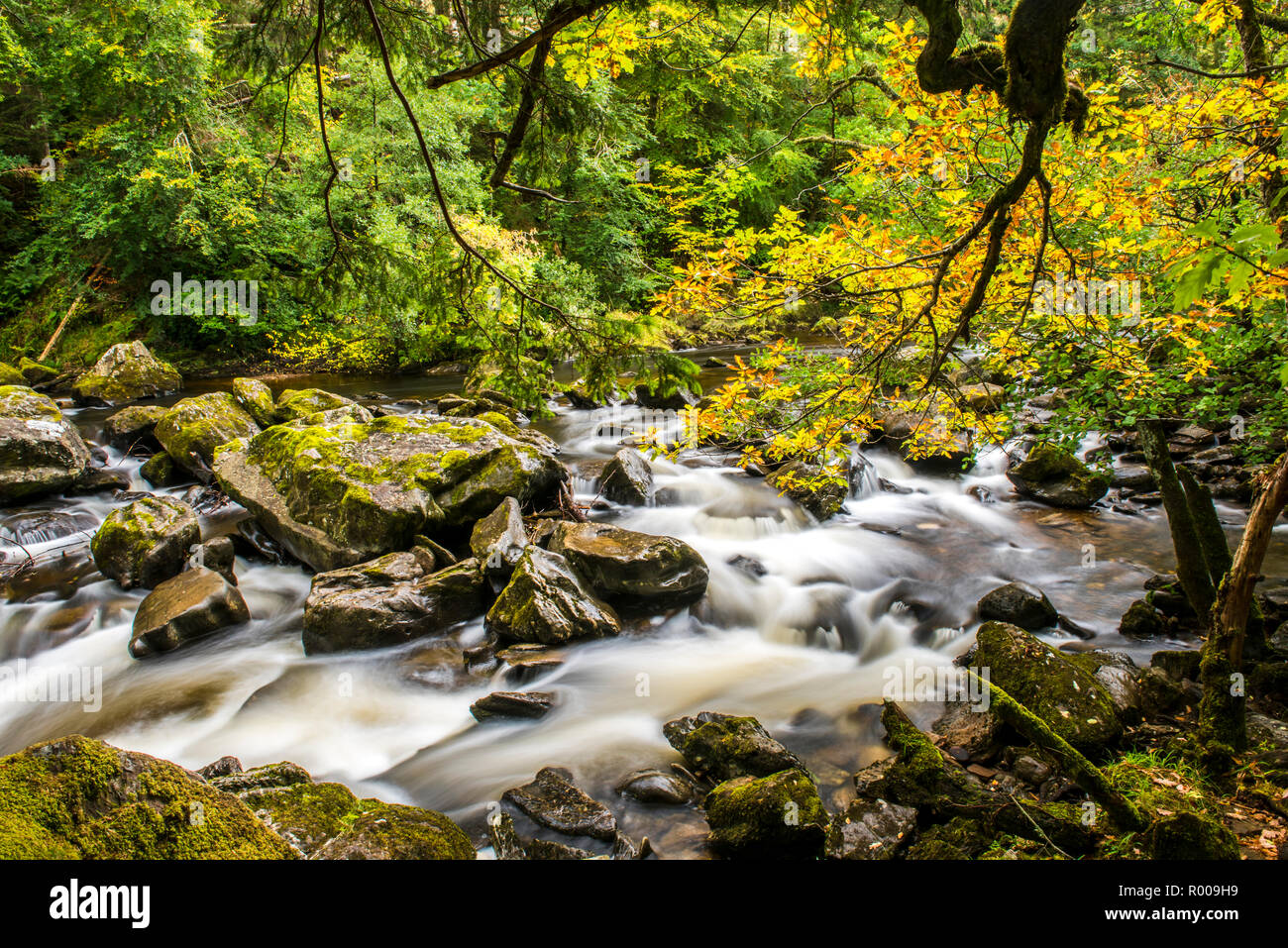 The River Braan flowing through The Hermitage woodland near Dunkeld ...