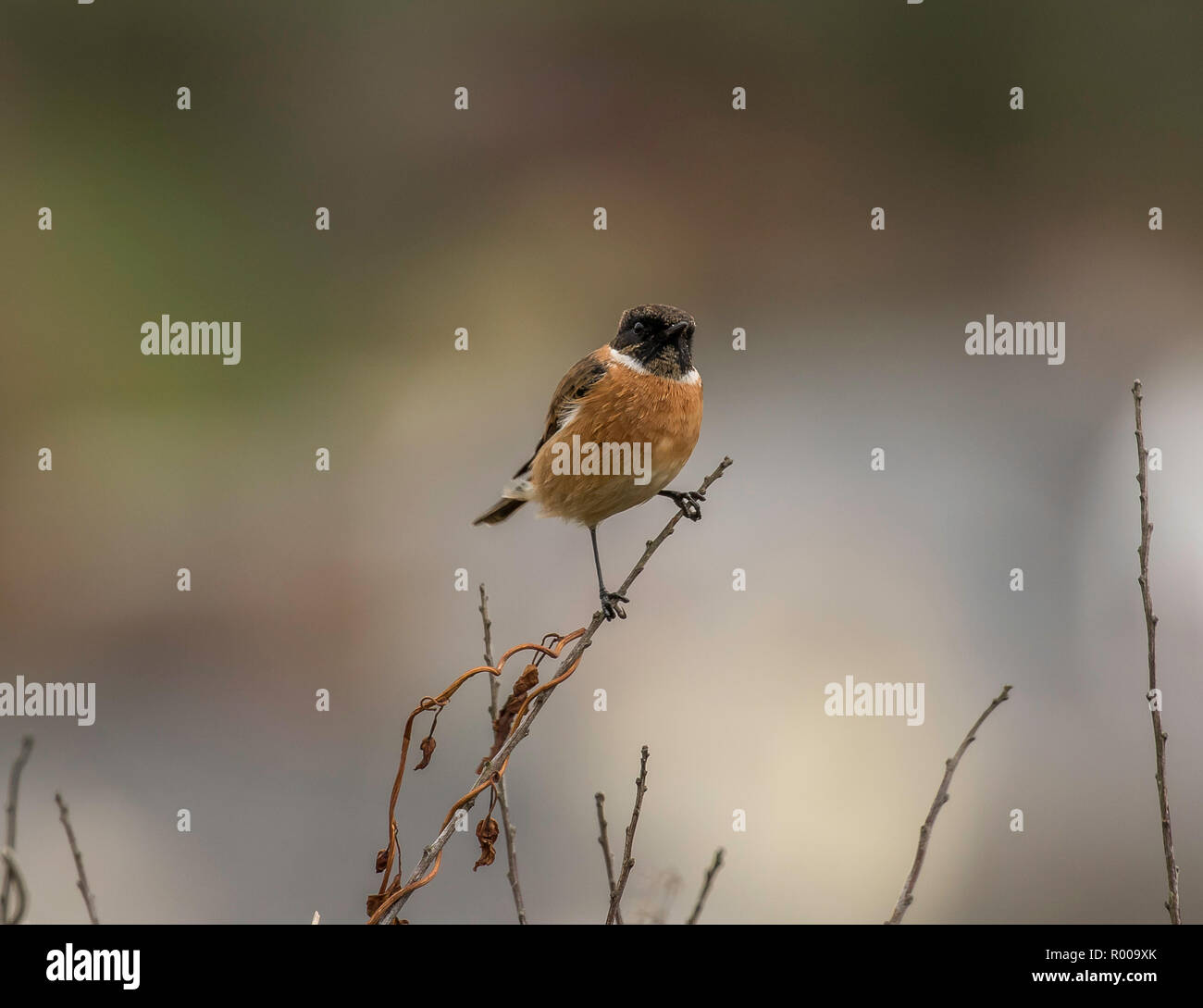Stonechat moors hi-res stock photography and images - Alamy
