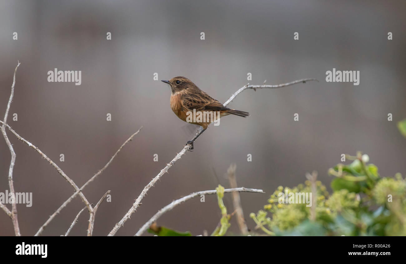 Song bird chat turdidae hi-res stock photography and images - Alamy