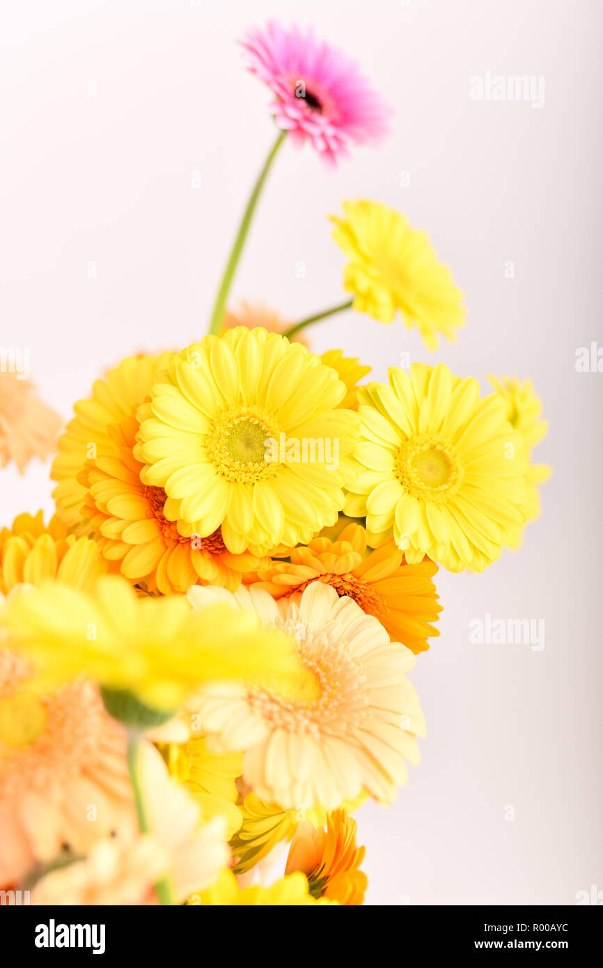 Pink and yellow germini *** Local Caption *** Stock Photo - Alamy