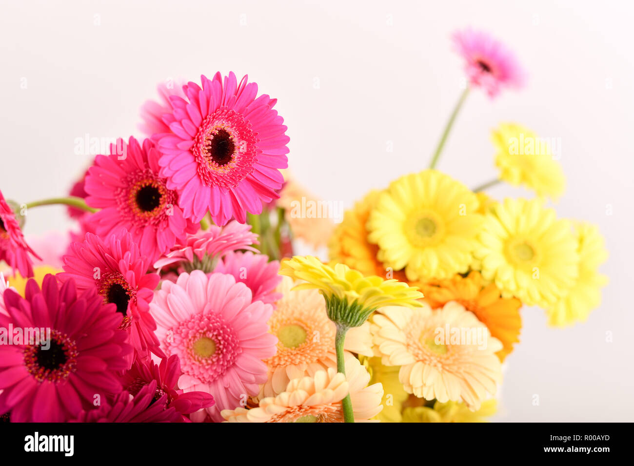 Pink and yellow germini *** Local Caption *** Stock Photo - Alamy