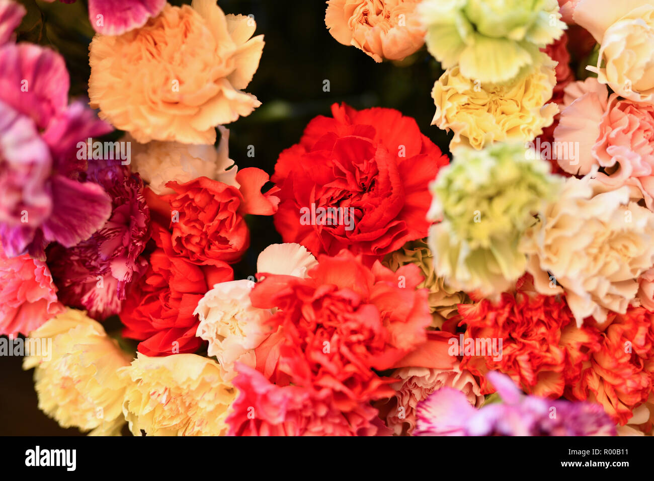 Pink and yellow carnations *** Local Caption *** Stock Photo - Alamy