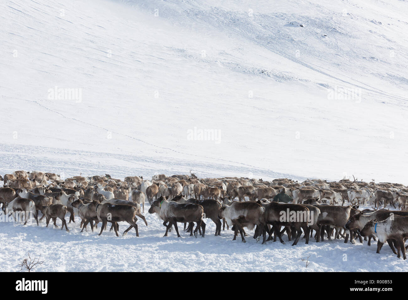 Arctic tundra animal herd hi-res stock photography and images - Alamy