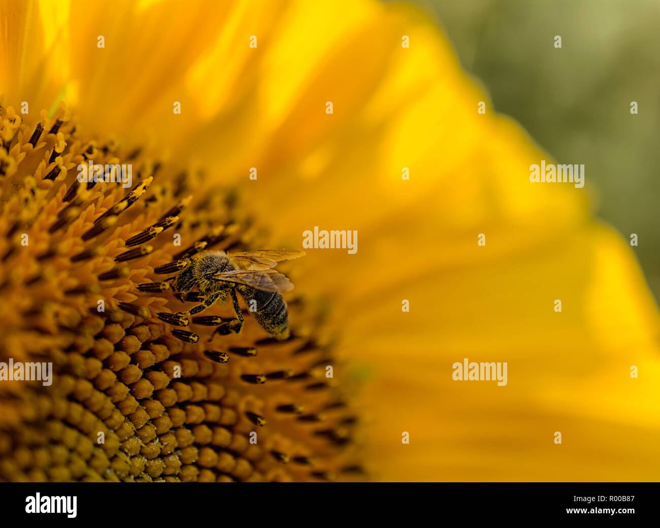 Honey Bee in natural habitat Stock Photo - Alamy